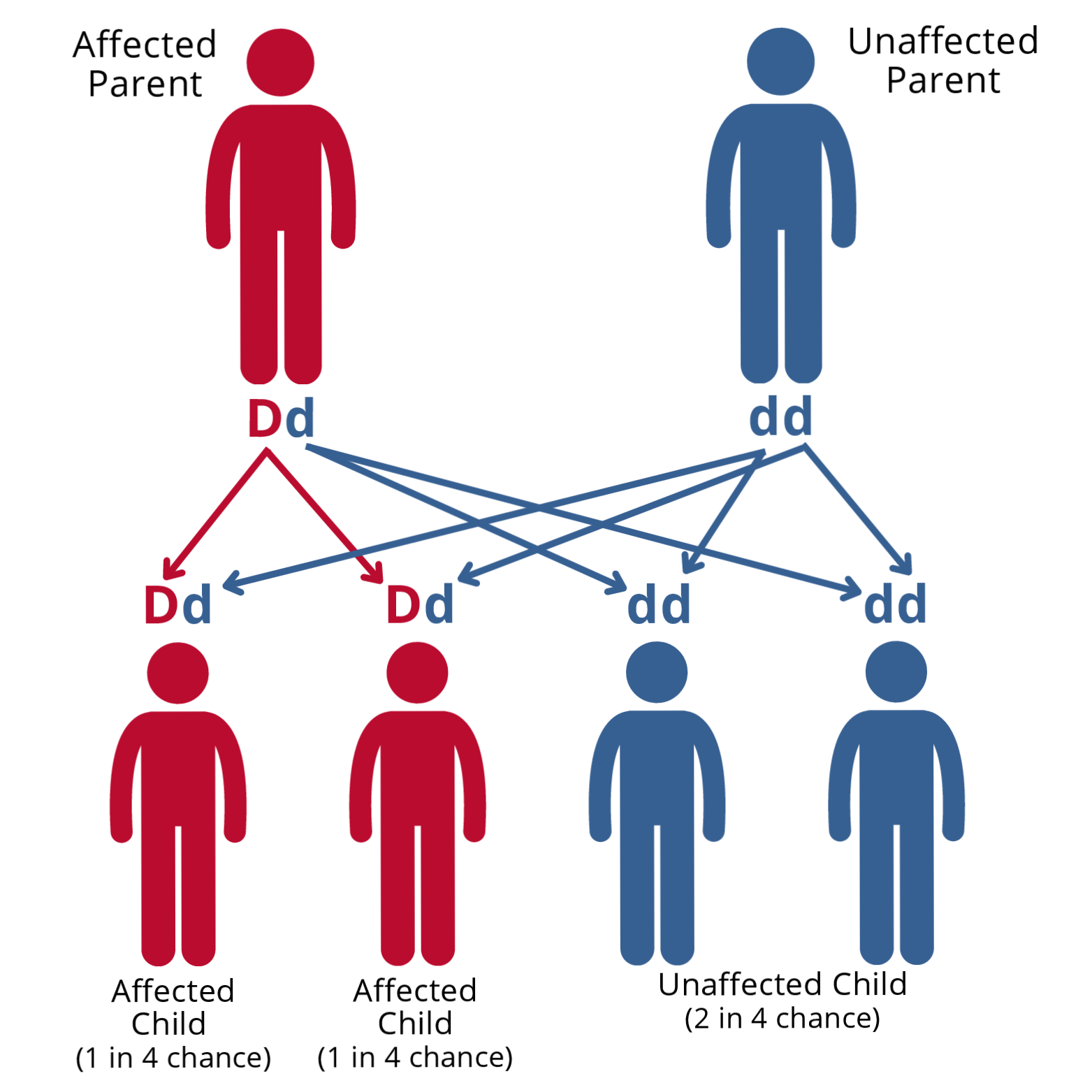 Basic Genetics > Genetics > HoG Handbook > Hemophilia of Georgia
